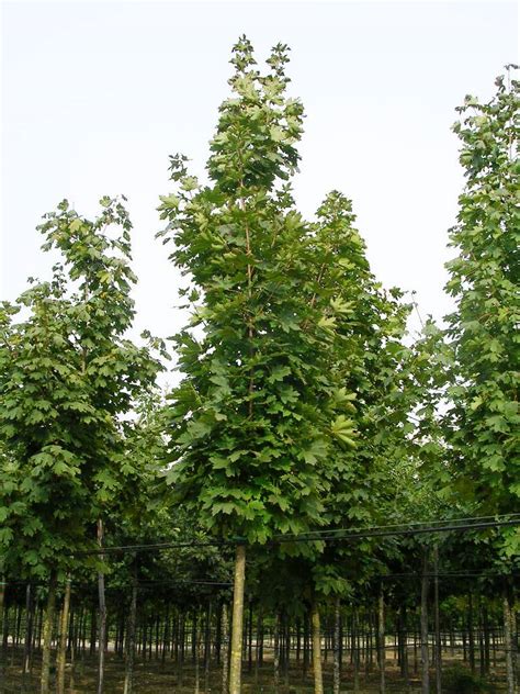 Acer Platanoides Columnare Gorini Piante