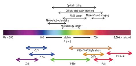Selected Quantum Dot Core Materials Scaled As A Function Of Their Download Scientific Diagram