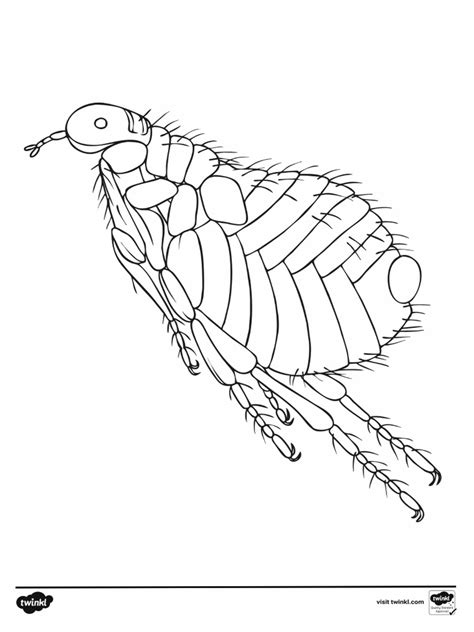 T Tp 2668205 Jumping Flea Colouring Sheet Ver 1 Pdf