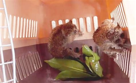 B T C Hai Con Cu Li Qu Hi M Khi Ch T Tre Trong V N B Nh Th Nh B O Ph P Lu T Tp H Ch Minh