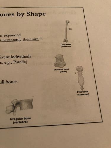 Chapter 6 Skeletal System Bones And Bone Tissue
