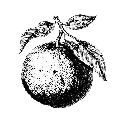 귤 벡터 드로잉 격리 된 손으로 그린 새겨진 스타일 그림 프리미엄 벡터