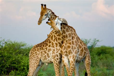 Can Animals Be Gay Same Sex Behavior Is Natural Lgbtq Nation