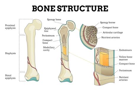 Images De Anatomie Structure Osseuse Téléchargement Gratuit Sur Freepik