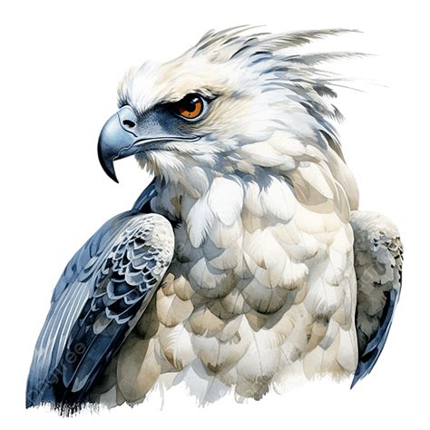 Harpy Eagle Clipart White Background Clipart Harpy Eagle Png