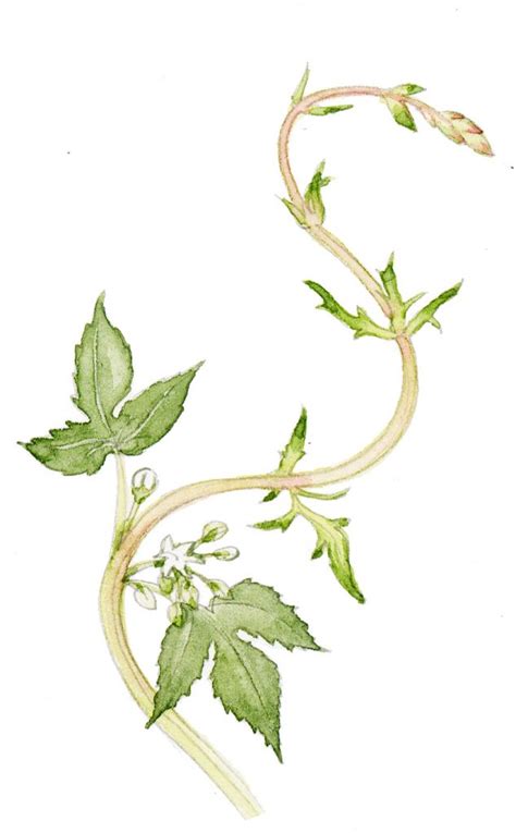Comparing Common And Japanese Hops Artists Blogs Medical