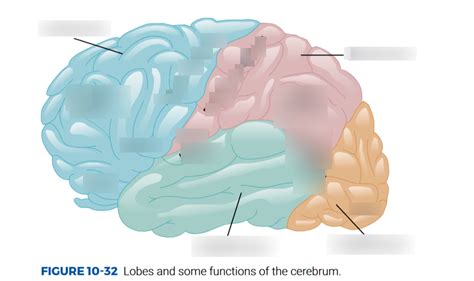 Pmed Chapter 10 Lobes Of The Cerebrum And There Functions Diagram