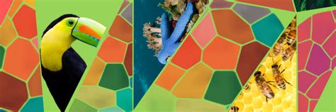 Update On Recent Progress On The Monitoring Framework For The Kunming Montreal Global