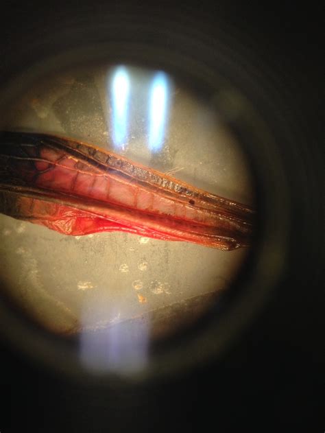 Grasshopper Putting Biology Under The Microscope