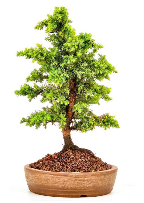 Bonsai kaufen - Ikigai Bonsai