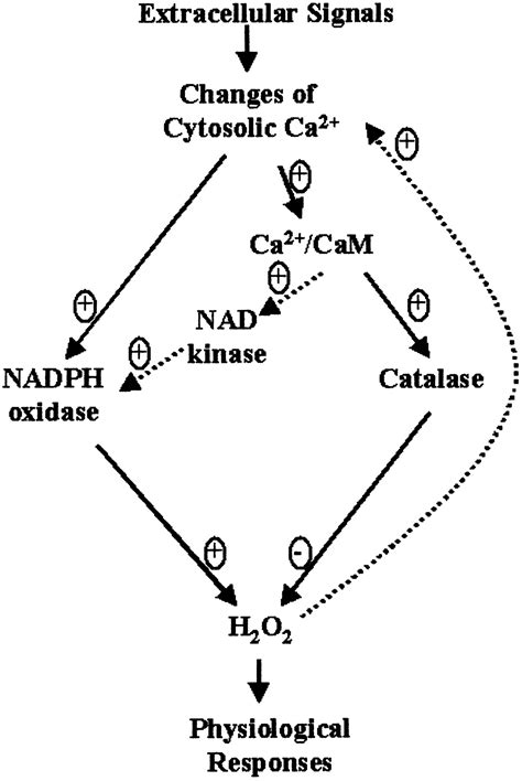 Catalase Reaction With Hydrogen Peroxide