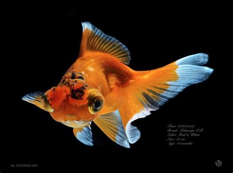 最后两天！快来投票选出你的本命鱼 中国国际宠物水族用品展cips