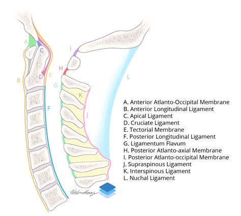 Interspinous Ligament Cadaver