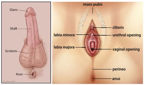 Exploring Forced Orgasms Your Ultimate Pleasure And Safety Guide Lovense Sex Blog