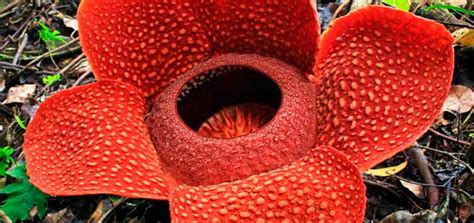 Plantas Exoticas Raras