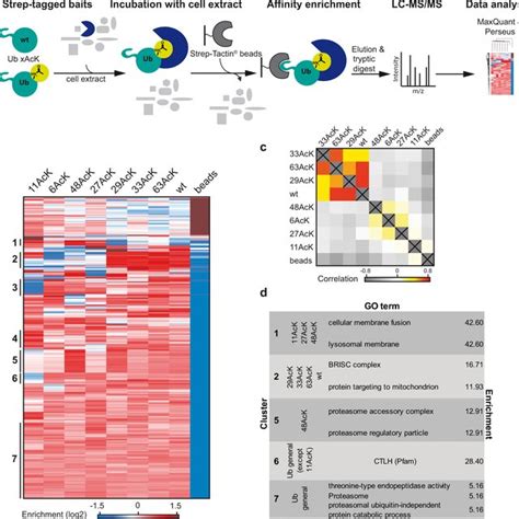 Identification Of Interactors Of Acetylated Ub Variants A Schematic Download Scientific Diagram