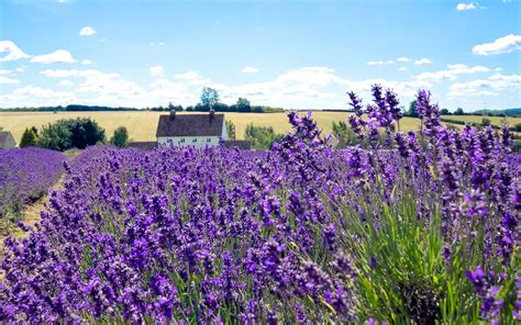 Visiting The Cotswold Lavender Fields 2026 Everything You Need To Know