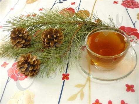 Хвойный чай и его свойства, рецепты приготовления