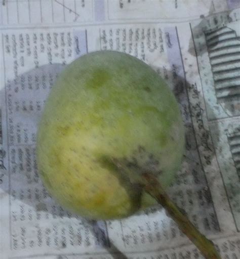 Mango Place Detection Object Detection Dataset And Pre Trained Model By