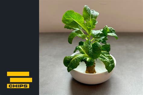 The Infinite Lettuce Loop Chips