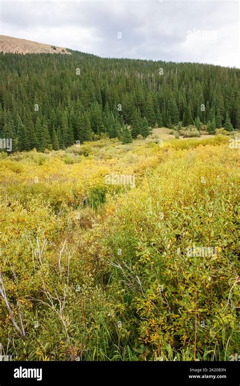 Southern Rocky Mountains Ecoregion Montane Ecosystem Guanella Pass