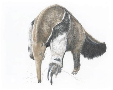 Anteater Tongue Anatomy