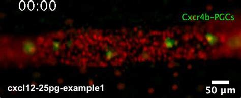 Figures And Data In Spatio Temporal Regulation Of Concurrent Developmental Processes By Generic