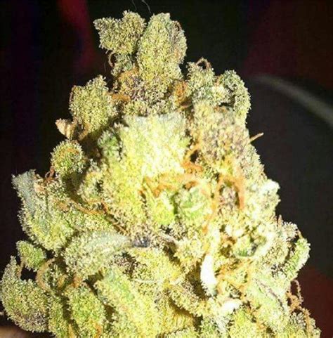 Acapulco Gold Weed Strain Information Leafly