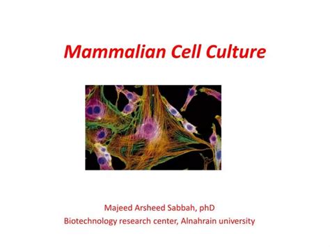 Mammalian Cell Culture Techniques At Erica Keeney Blog