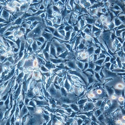 What Are Cho Cells — Biotc Oklahoma