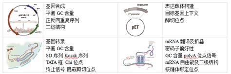 蛋白表达纯化流程优化服务 德泰生物公司