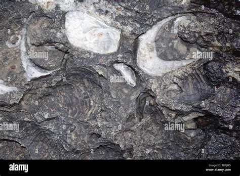 Bivalve Fossils In Middle Jurassic Lias Limestone Outcrop Loch Slapin Bivalve Fossils In Middle Jurassic Lias Limestone Outcrop Loch Slapin