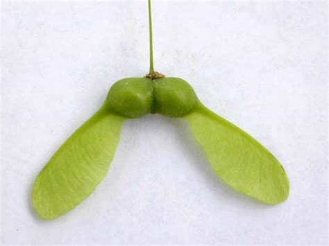 Sugar Maple Oklahoma State University