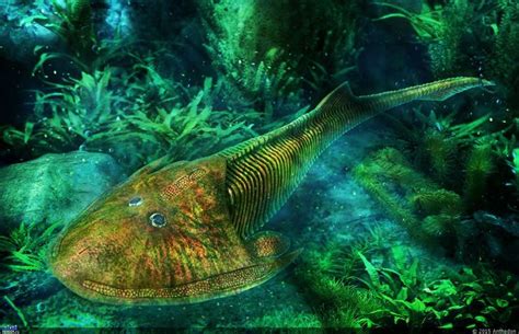 Cephalaspis An Extinct Jawless Fish