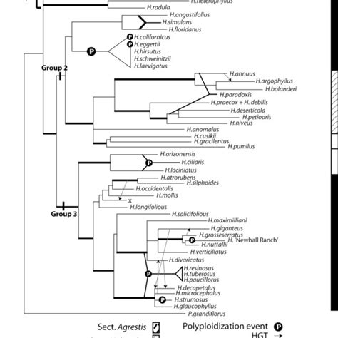 5 Ets Reticulate Phylogeny Network Illustration Summarizing The