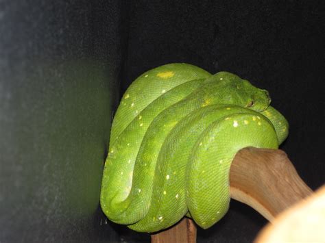 Female Green Tree Python