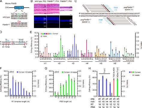 Figure 1 From Vision Rescue Via Unconstrained In Vivo Prime Editing In Degenerating Neural