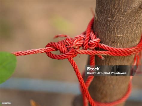 붉은 밧줄은 자연스러운 밝은 배경에 나무 줄기 주위에 조여 갈색 나무 주위에 매듭이있는 빨간 밧줄 야외 등반 및 어드벤처 파크 0명에 대한 스톡 사진 및 기타 이미지