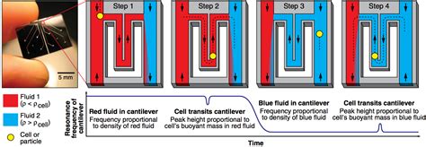 Measuring Single Cell Density