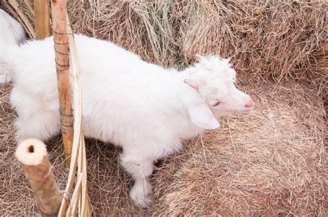 Premium Photo White Sheep On A Straw Grass Background With Farm