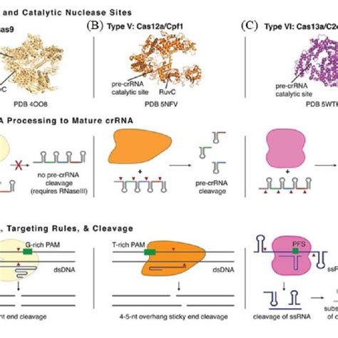 Basic Structure And Functions Of Class 2 Crispr Cas Types A The Download Scientific Diagram