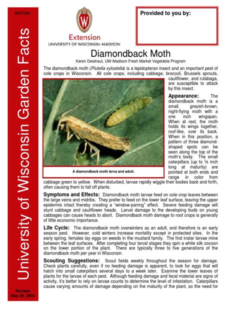 Diamondback Moth 1 Pdf Insecticide Insects