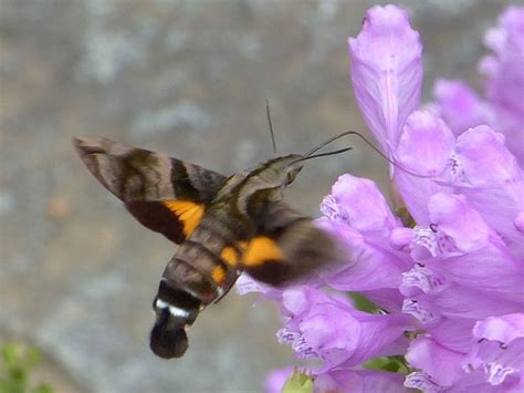 蜂のような蛾ホシホウジャク星蜂雀蛾 花と葉っぱ