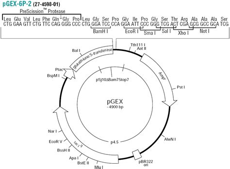 Pgex 6p 2 Pgex6p2质粒图谱、载体图谱、序列、价格、抗性、测序引物、大小等信息 生物风载体