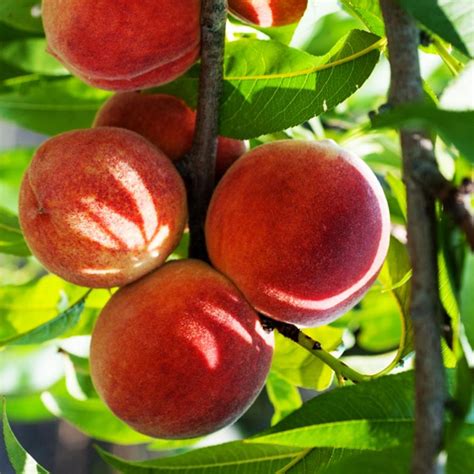 Prunus Persica Redhaven Red Haven Peach Tree From Willowbrook Nurseries