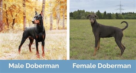 Doberman Male Vs Female Key Differences With Pictures Hepper