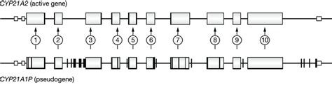The Gene Encoding 21 Hydroxylase And Its Pseudogene The Two Homologs