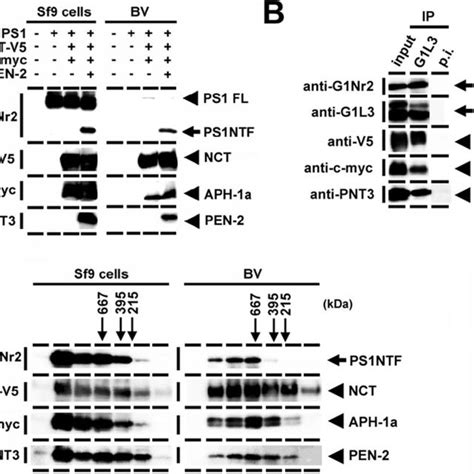 Life Cycle Of Baculovirus And Generation Of Bv Baculovirus Undergoes A