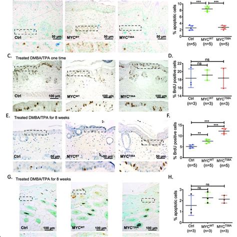 Myc Phosphorylation At Serine 62 And Threonine 58 Is Altered In Human