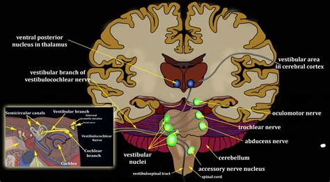 Vestibular Nerve Brain